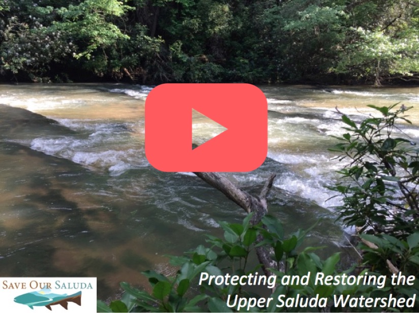 Save Our Saluda - Home